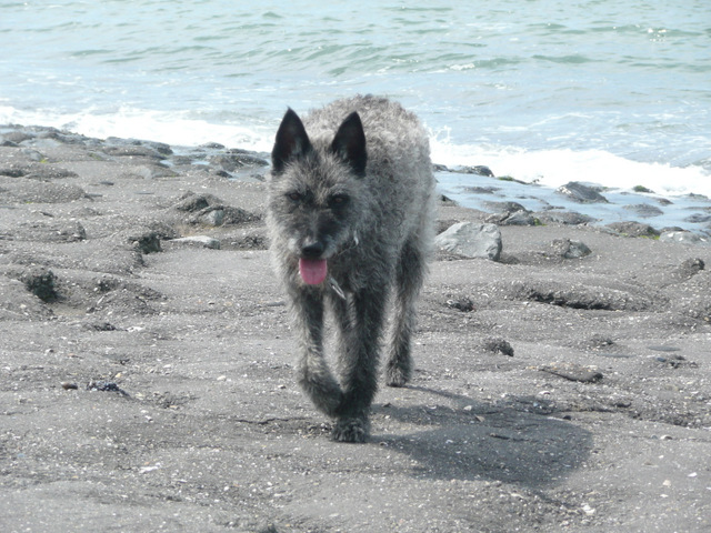 10 stray dog – alohadogs