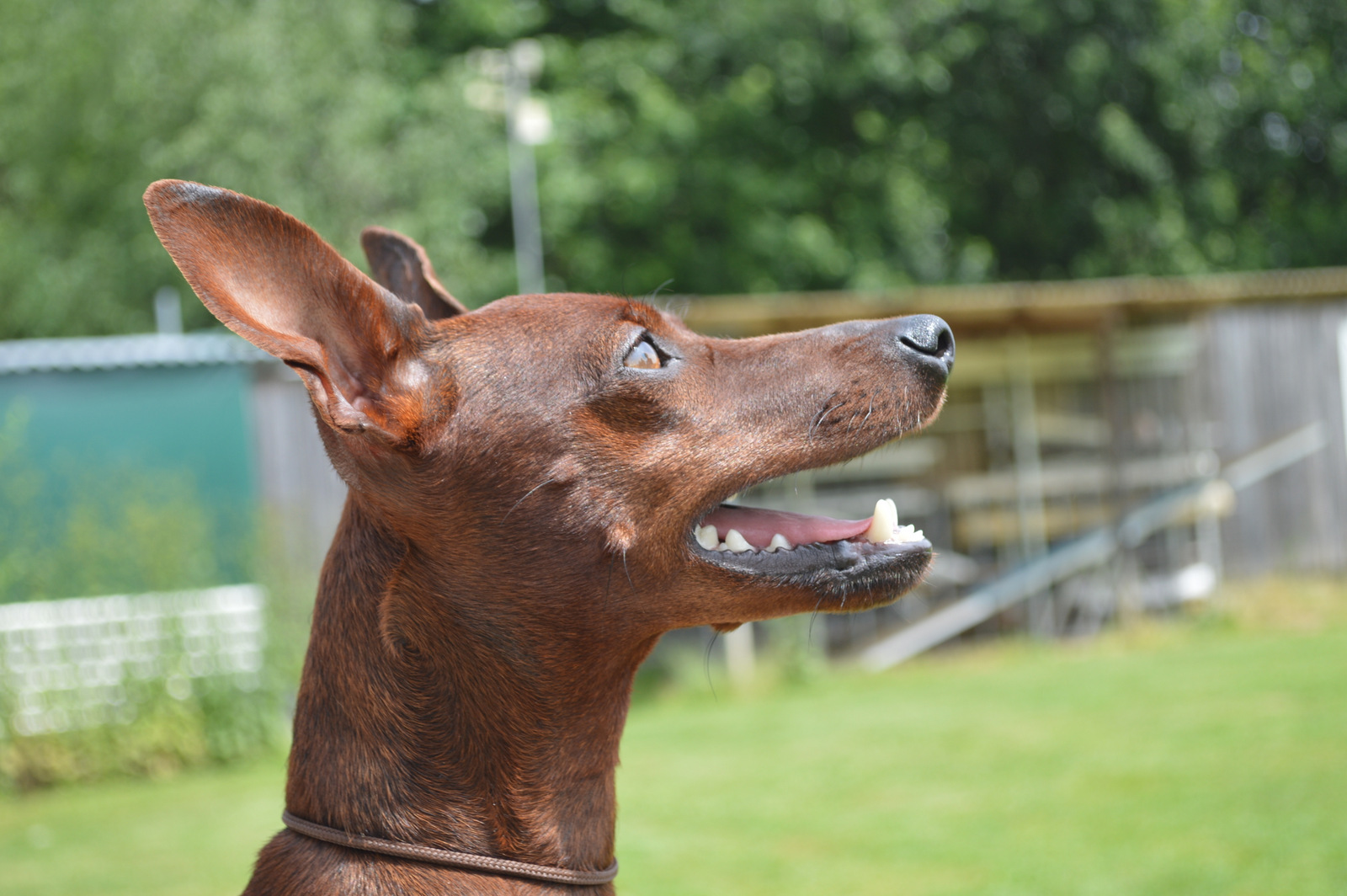 Aloha Dogs Zwerge next Generation – alohadogs
