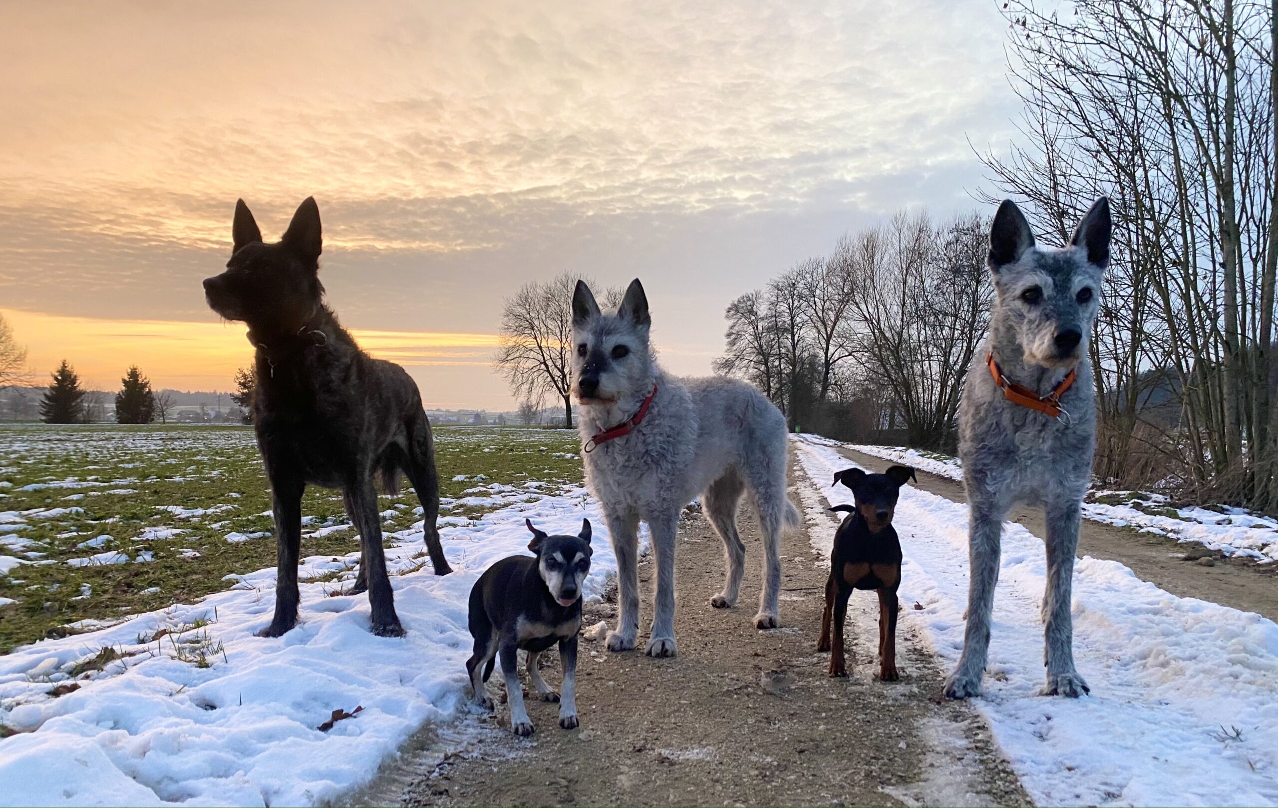 Januar 2023 – alohadogs