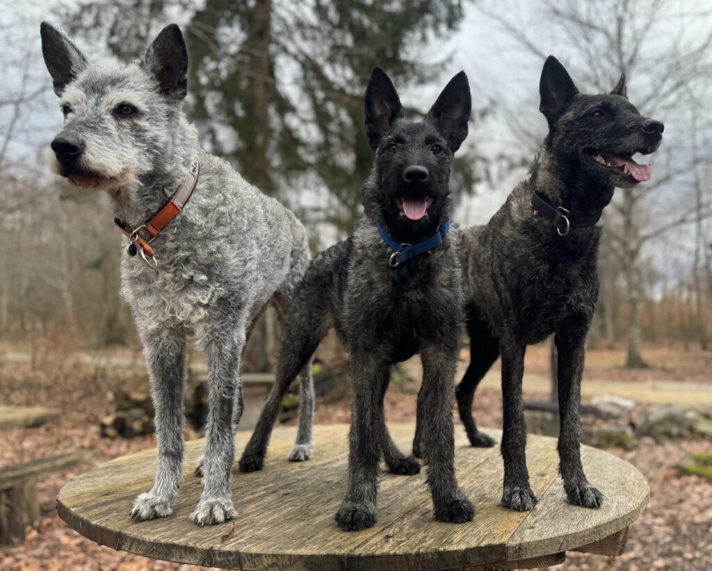 Januar 2024 – alohadogs